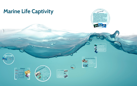 Marine Life Captivity by Paige Kubica on Prezi