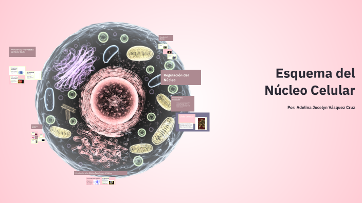 Esquema del Núcleo Celular by Adelina Cruz on Prezi