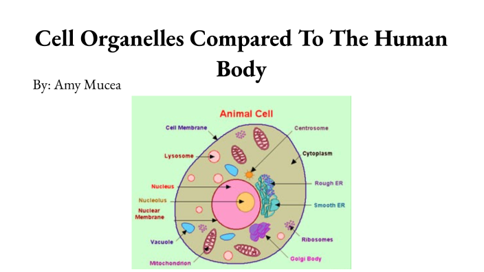Organelles Compared To The Human Body by Amy Mucea on Prezi