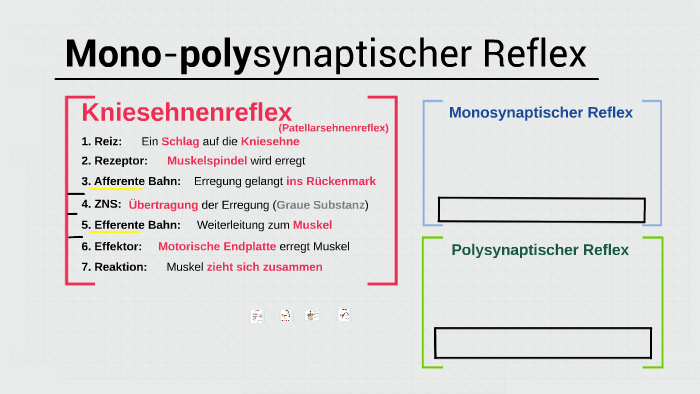 Mono-Polysynaptische Reflexe by Rahman Salihie on Prezi