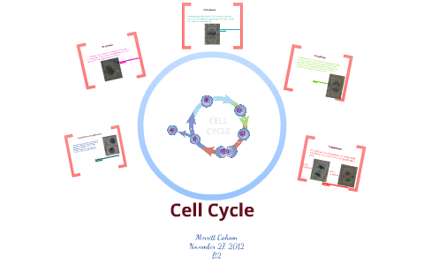 Cell Cycle Project by Merritt Cahoon on Prezi