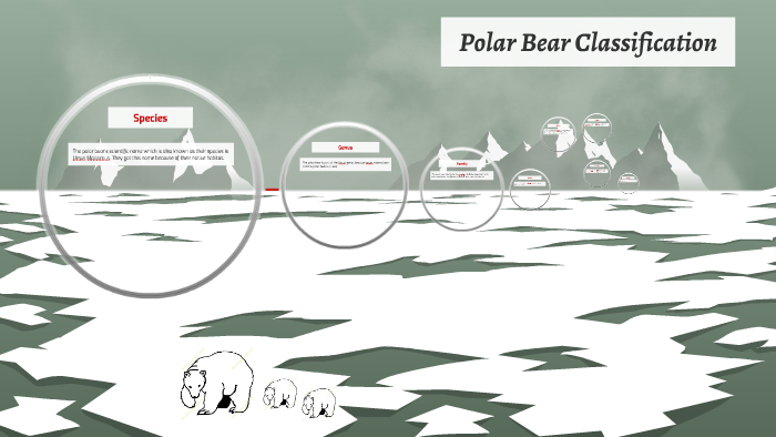 Polar Bear Classification by Tiger Energy on Prezi