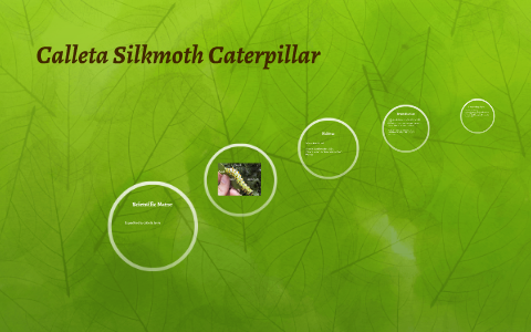 Calleta Silkmoth Caterpillar by braelyn wiseman on Prezi