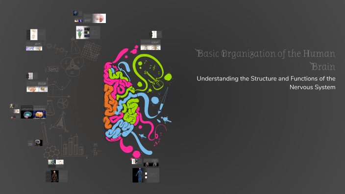 Basic Organization of the Human Brain by Jaleel Memon on Prezi