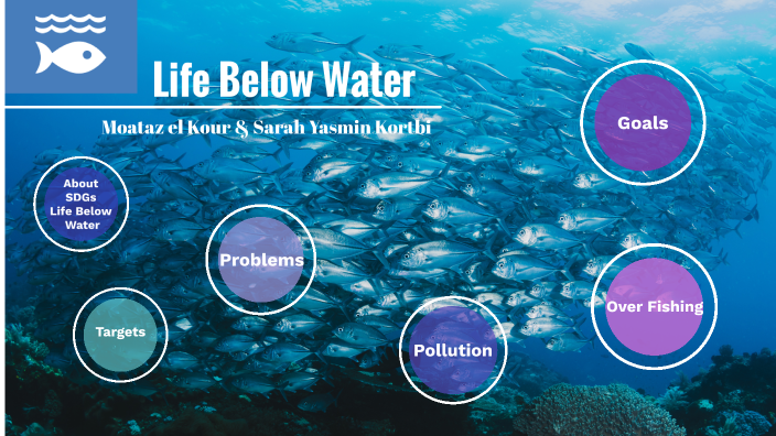 Life below water by Sarah on Prezi