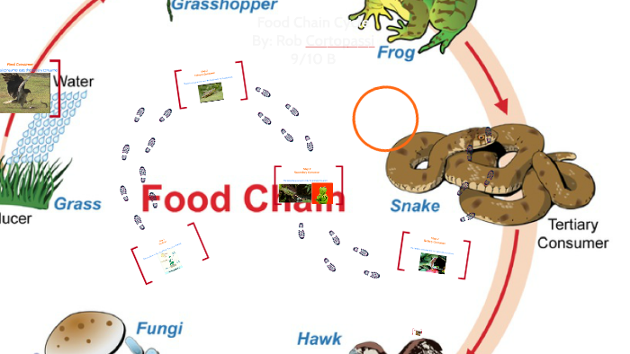 Food Chain Cycle by Robert Cortopassi on Prezi