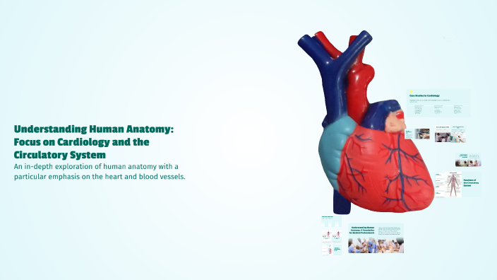 Understanding Human Anatomy: Focus on Cardiology and the Circulatory ...