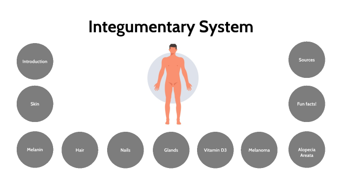 Integumentary System by Isabella Nilsson on Prezi