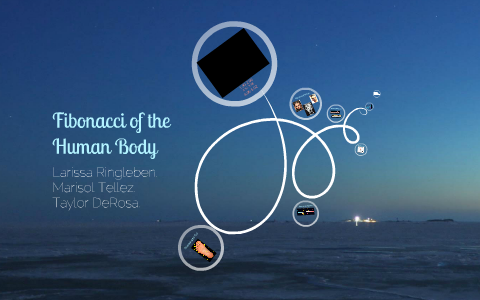 Fibonacci of the Human Body by Larissa Ringleben on Prezi