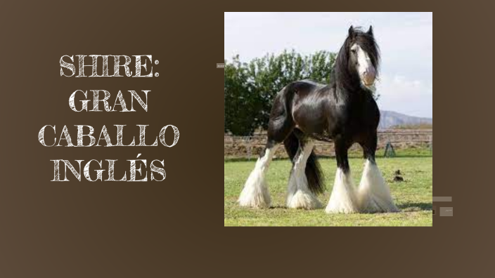 SHIRE: GRAN CABALLO INGLÉS by Katherine Supo Quispe on Prezi