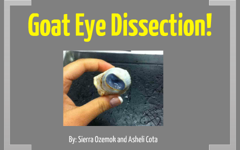 Goat Eye Dissection. by Sierra Ozemok on Prezi