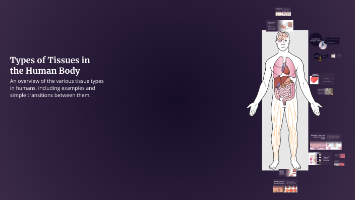 Types of Tissues in the Human Body by Mohamed Ghaly on Prezi