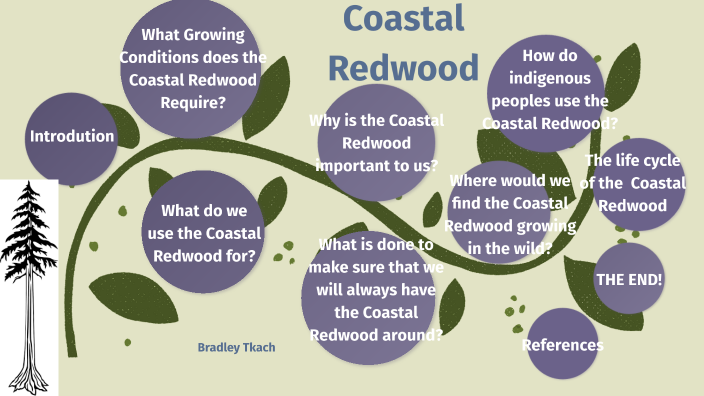 Coastal Redwood Tree by b t on Prezi