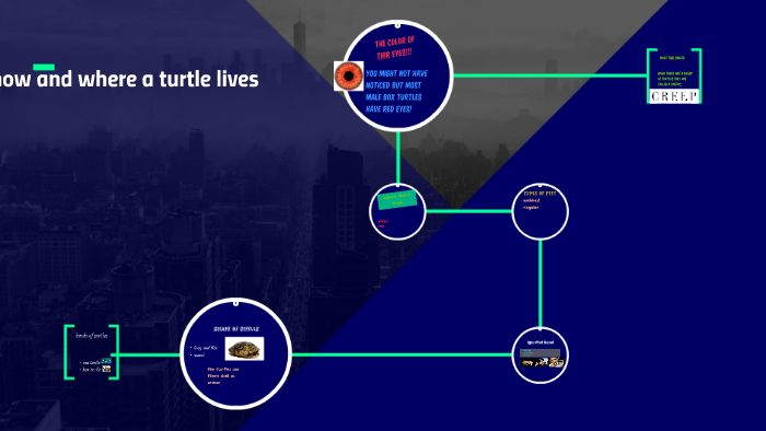 how and where a turtle lives by rion rodriguez on Prezi