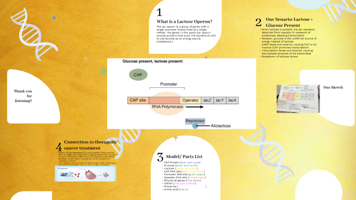 Lactose operon Helaina Bedi by helaina bedi on Prezi