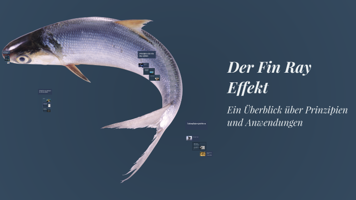 Der Fin Ray Effekt by Valentin Rauscher on Prezi