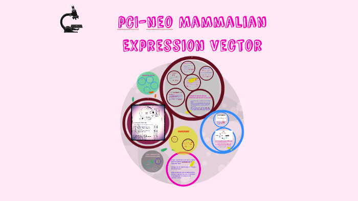 pCI-neo Mammalian Expression Vector by Ashley Payan on Prezi