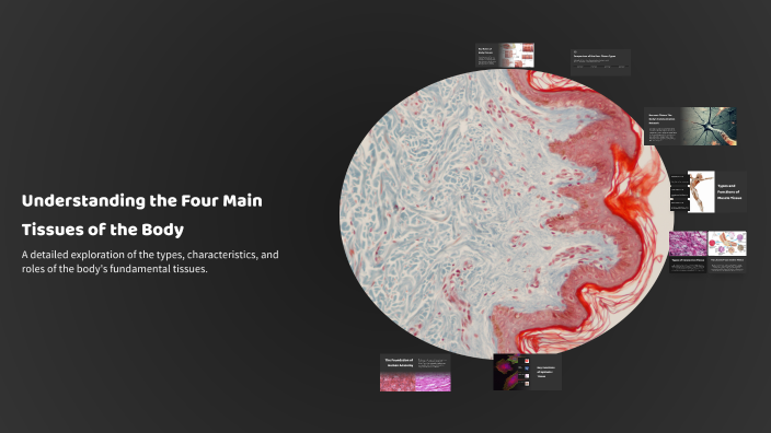 Understanding the Four Main Tissues of the Body by Kassandra Martinez ...