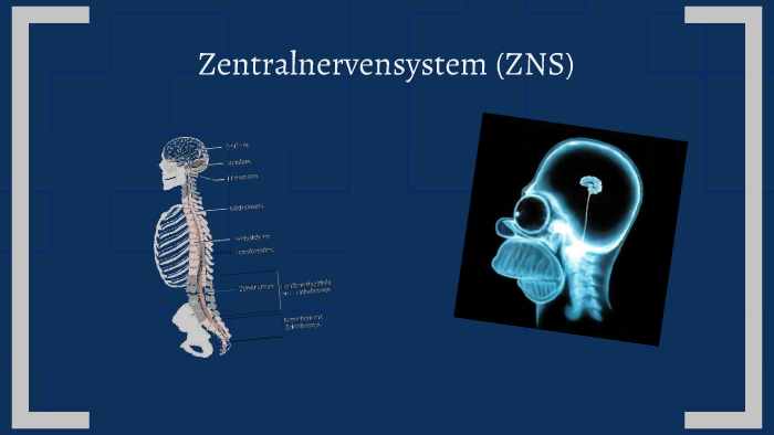 Zentralesnervensystem (ZNS) by Niels Meinköhn on Prezi