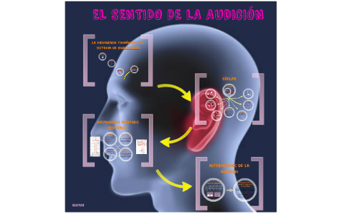 EL SENTIDO DE LA AUDICIÓN by Francia Pilpe on Prezi