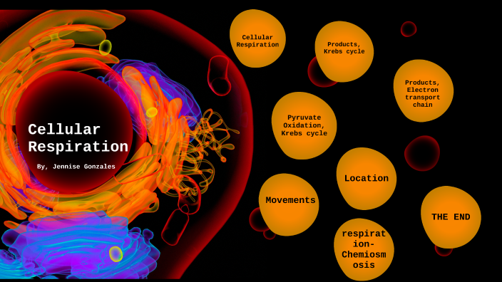 Cellular respiration project by Jennise Gonzales on Prezi