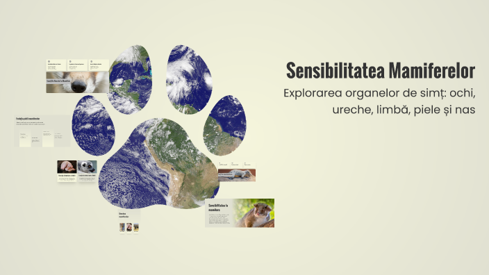 Sensibilitatea Mamiferelor by Delia Stefania on Prezi
