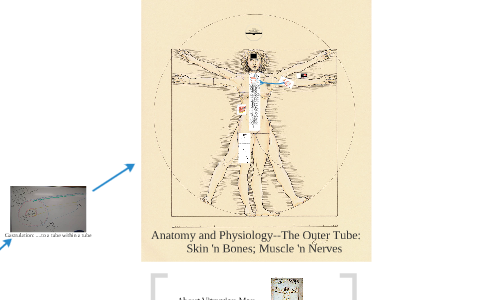 Anatomy And Physiology: The Outer Tube by Larry Frolich on Prezi