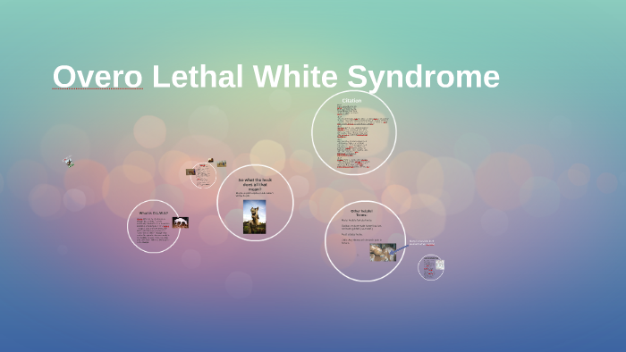 Overo Lethal White Syndrome by Hannah Turner on Prezi