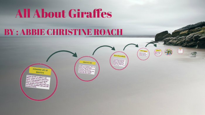 All About Giraffes by abbie roach on Prezi