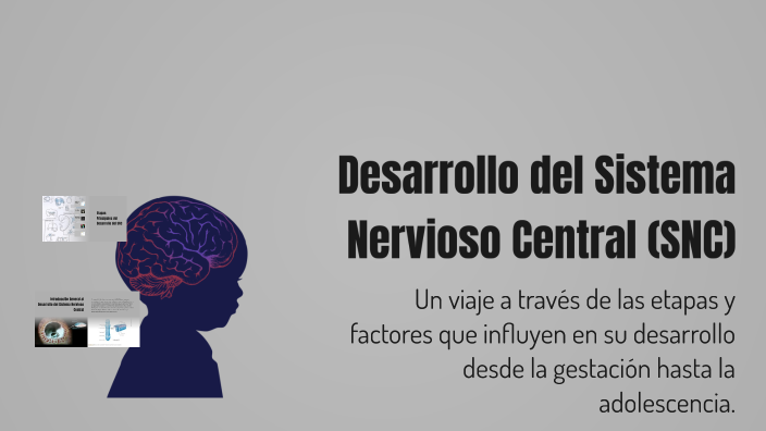 Desarrollo del Sistema Nervioso Central (SNC) by Jason Rubio on Prezi