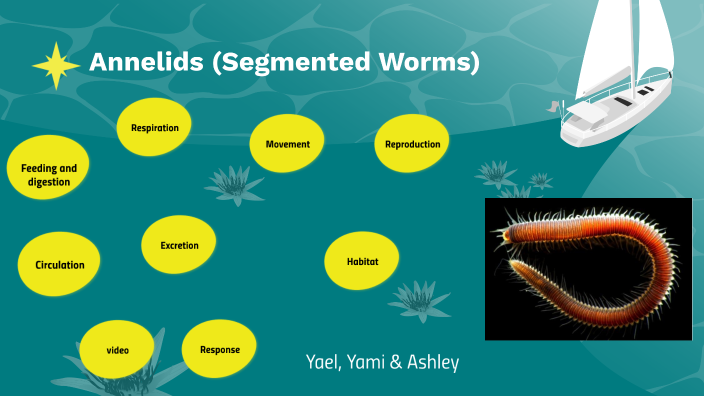 Annelids ( Segmented Worms) by Yamileth Carrera Mora on Prezi