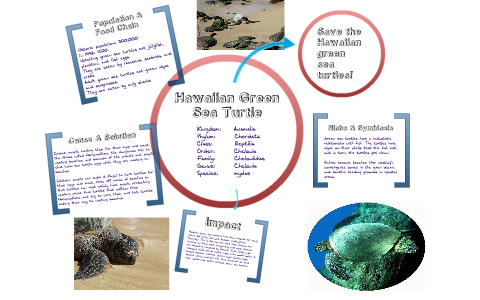 Hawaiian Green Sea Turtle by colleen riley on Prezi
