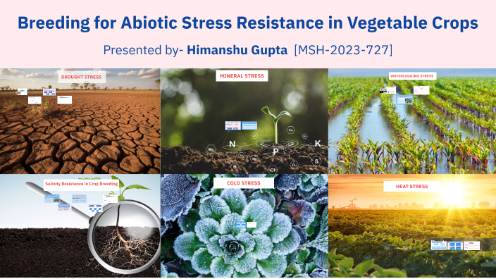 Breeding for Abiotic Stress Resistance in Vegetable Crops by Himanshu Gupta on Prezi