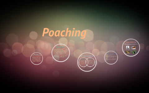 Poaching Presentation by Manuel Rodriguez on Prezi