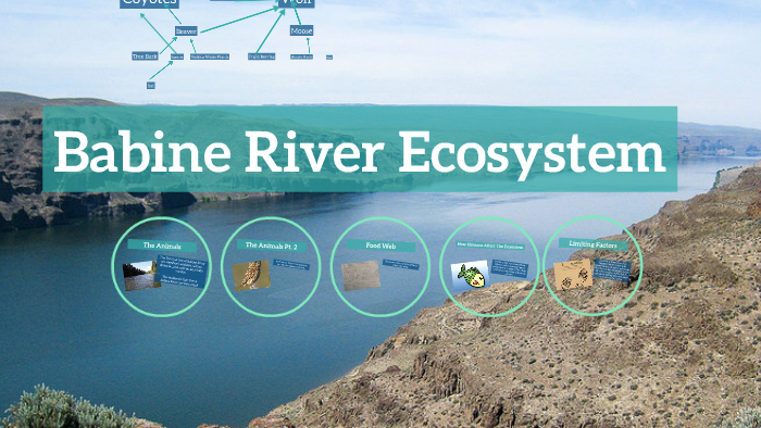 Babine River Ecosystem by your face on Prezi