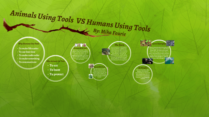 Animals Using Tools VS Humans Using Tools by solveig massmann on Prezi
