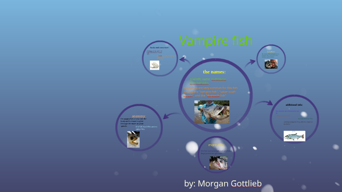 vampire payara by morgan gottlieb