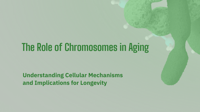 The Role of Chromosomes in Aging by Vitaliy Protsenko on Prezi
