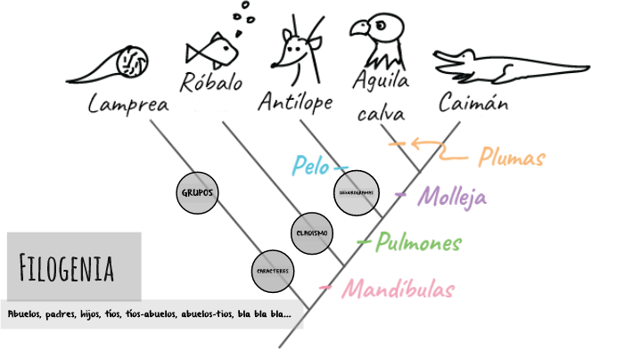 filogenia by Gonzalo Panduro on Prezi