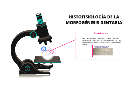 HISTOFISIOLOGÍA DE LA MORFOGÉNESIS DENTARIA by Victor Alva on Prezi
