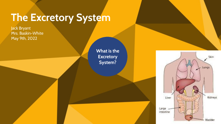 excretory system project by Jack Bryant on Prezi