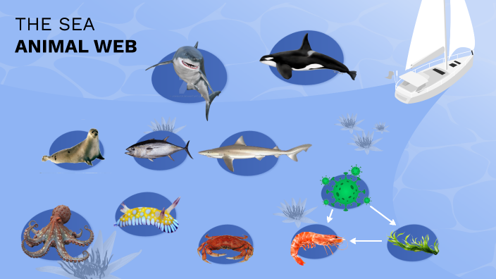 Science sea web by Muhammad T. Khan [Student] on Prezi