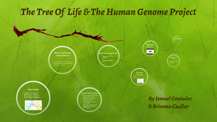 The Tree Of Life & the Human Genome Project by Ismael Gonzalez on Prezi