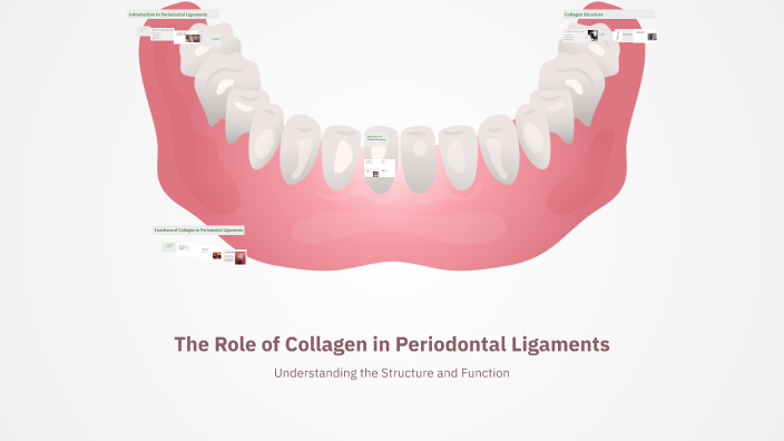 The Role of Collagen in Periodontal Ligaments by Ambreuil Soullié on Prezi