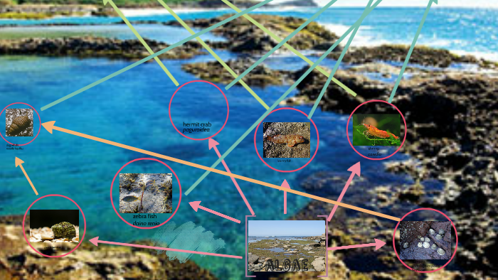 rock pools ecosystem by chagai makuer on Prezi