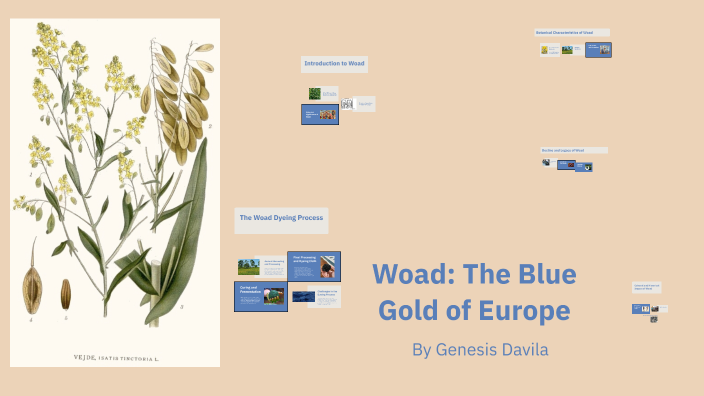 Woad: The Blue Gold of Europe by Genesis Davila on Prezi