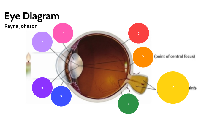 Eye Diagram by Rayna Johnson on Prezi