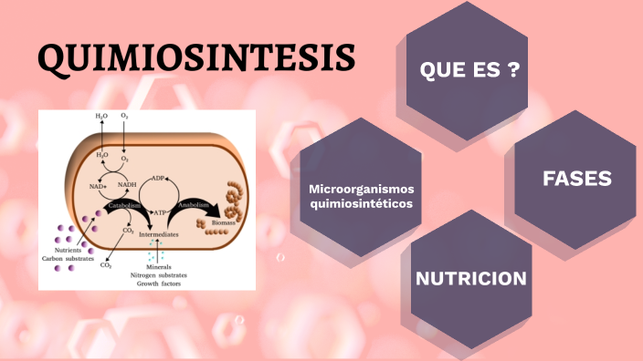quimiosintesis by Alejandra valeriano on Prezi