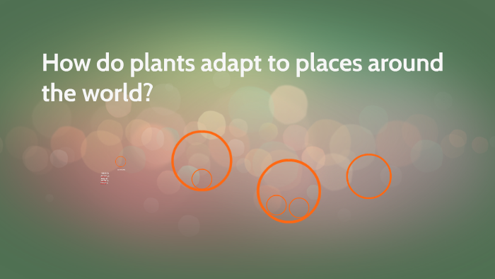 How do plants adapt to their environment? by logan stuart on Prezi