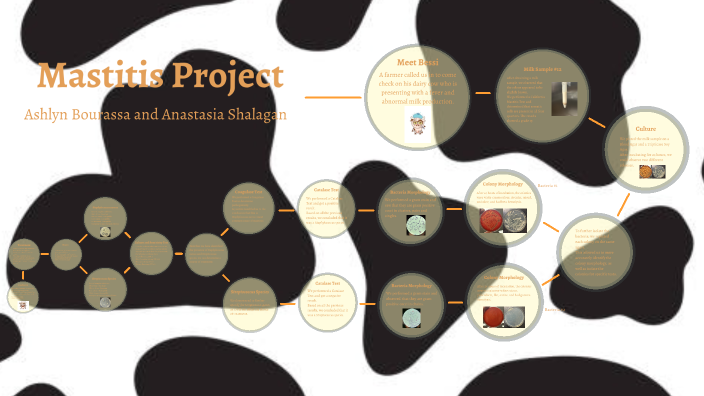 Mastitis Project by Ashlyn Bourassa on Prezi